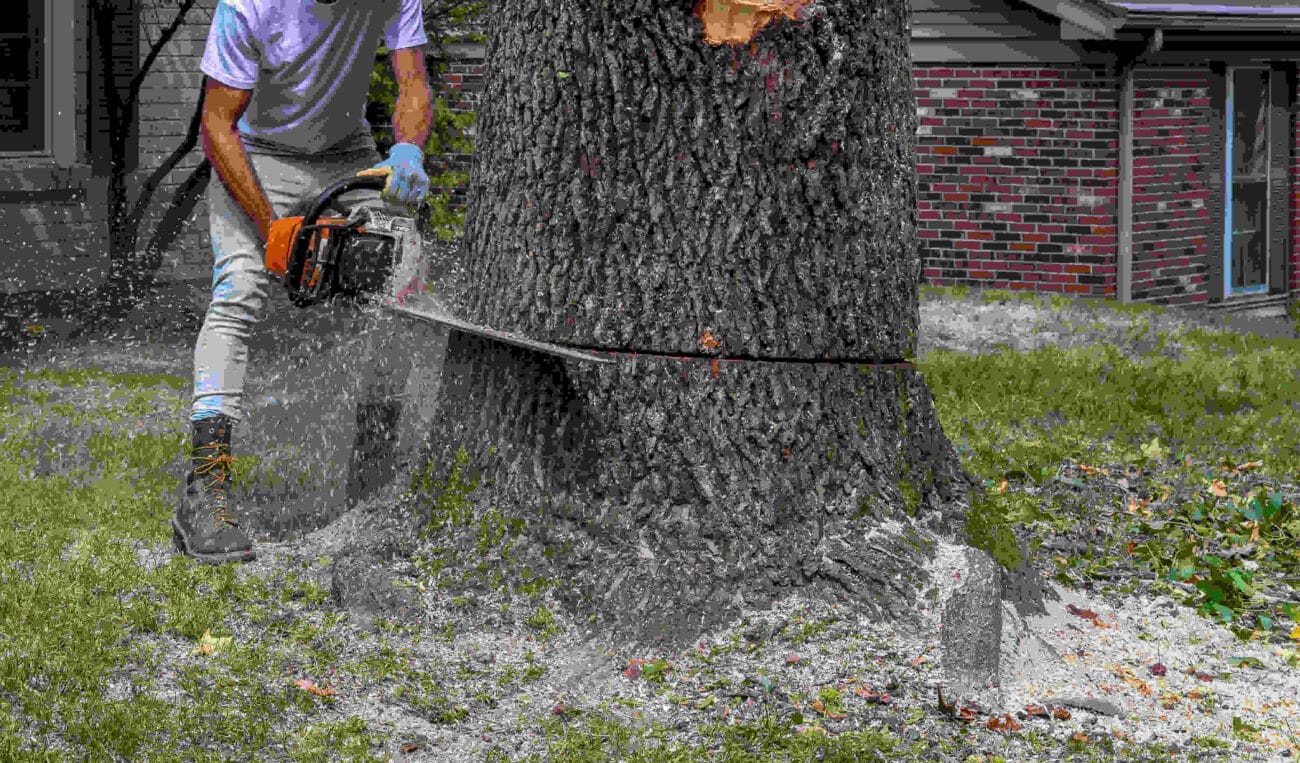 Plano Tree Trimming, Pruning, Removal & Tree Health Care - NxTGen